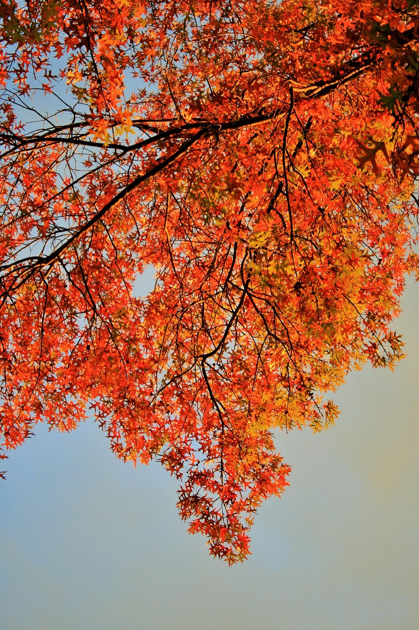 Folhas De Laranja Árvore - Foto gratuita no Pixabay - Pixabay