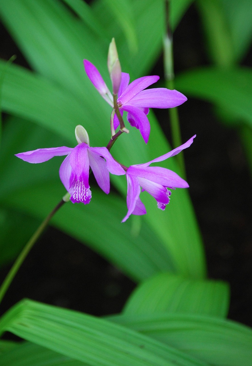 Anggrek Ungu Flora - Foto gratis di Pixabay - Pixabay