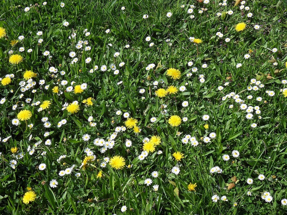 Prado De Flores - Foto gratis en Pixabay - Pixabay