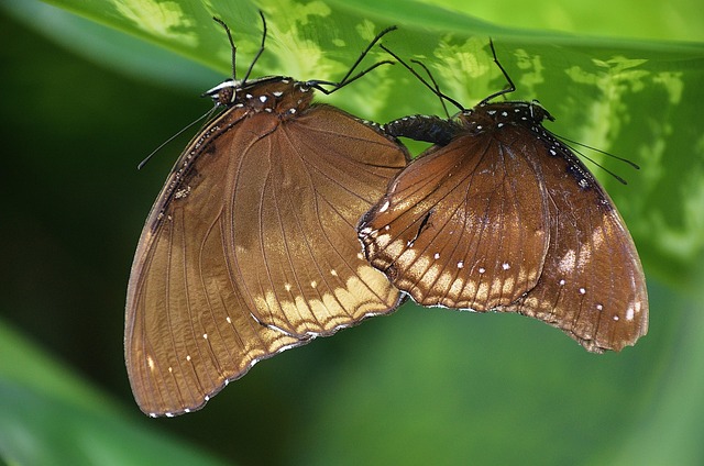 Elymnias Hypermnestra Butterfly - Free photo on Pixabay - Pixabay