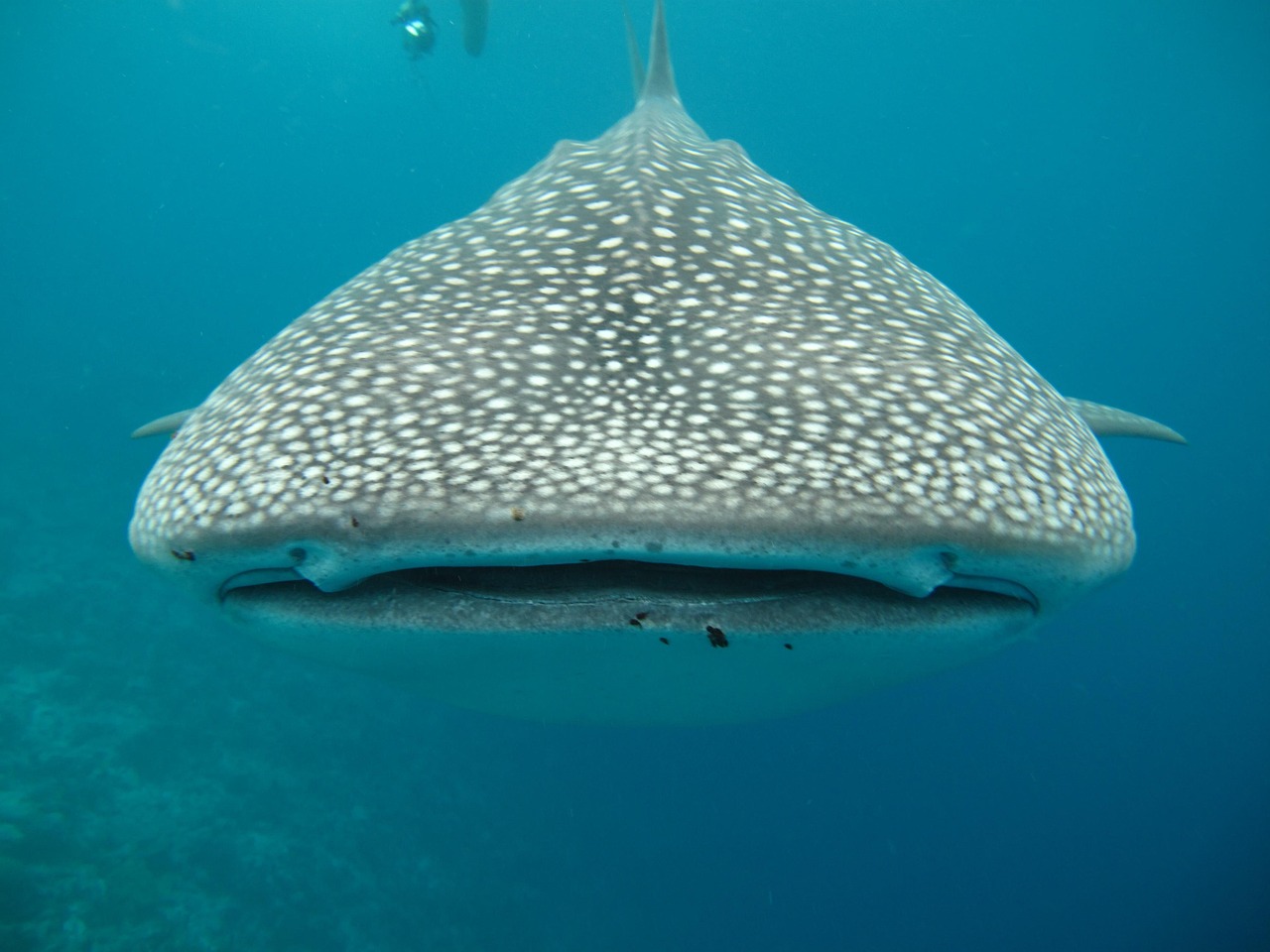 Tubarão Baleia Maldivas - Foto gratuita no Pixabay - Pixabay