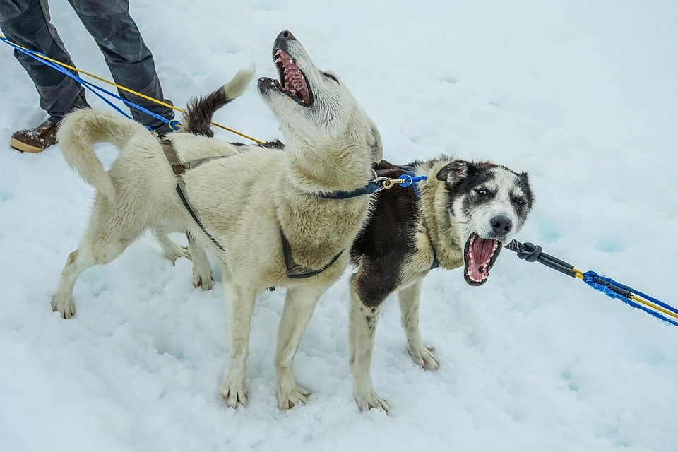 Cani Da Slitta Alaska Cane - Foto gratis su Pixabay - Pixabay