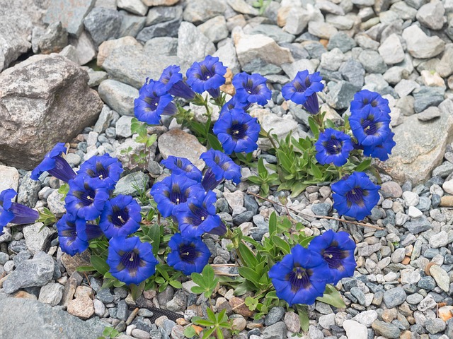 Gentian Mountain Flower - Free photo on Pixabay