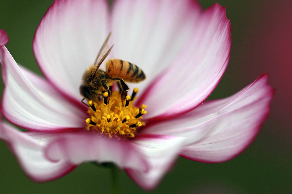 Cosmos Bee Space - Free photo on Pixabay - Pixabay