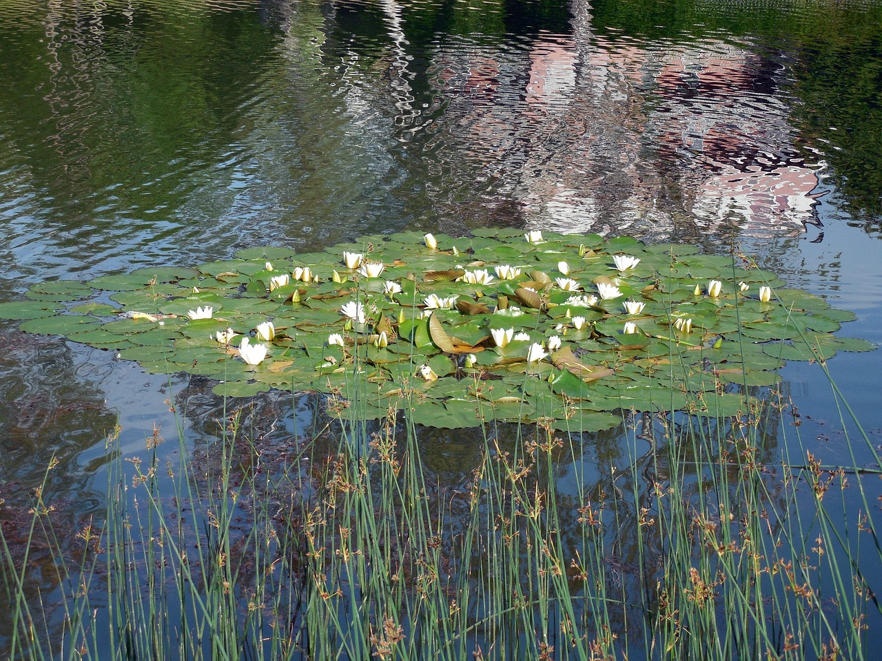 Nenúfar Nuphar Flor Planta - Foto gratuita no Pixabay - Pixabay