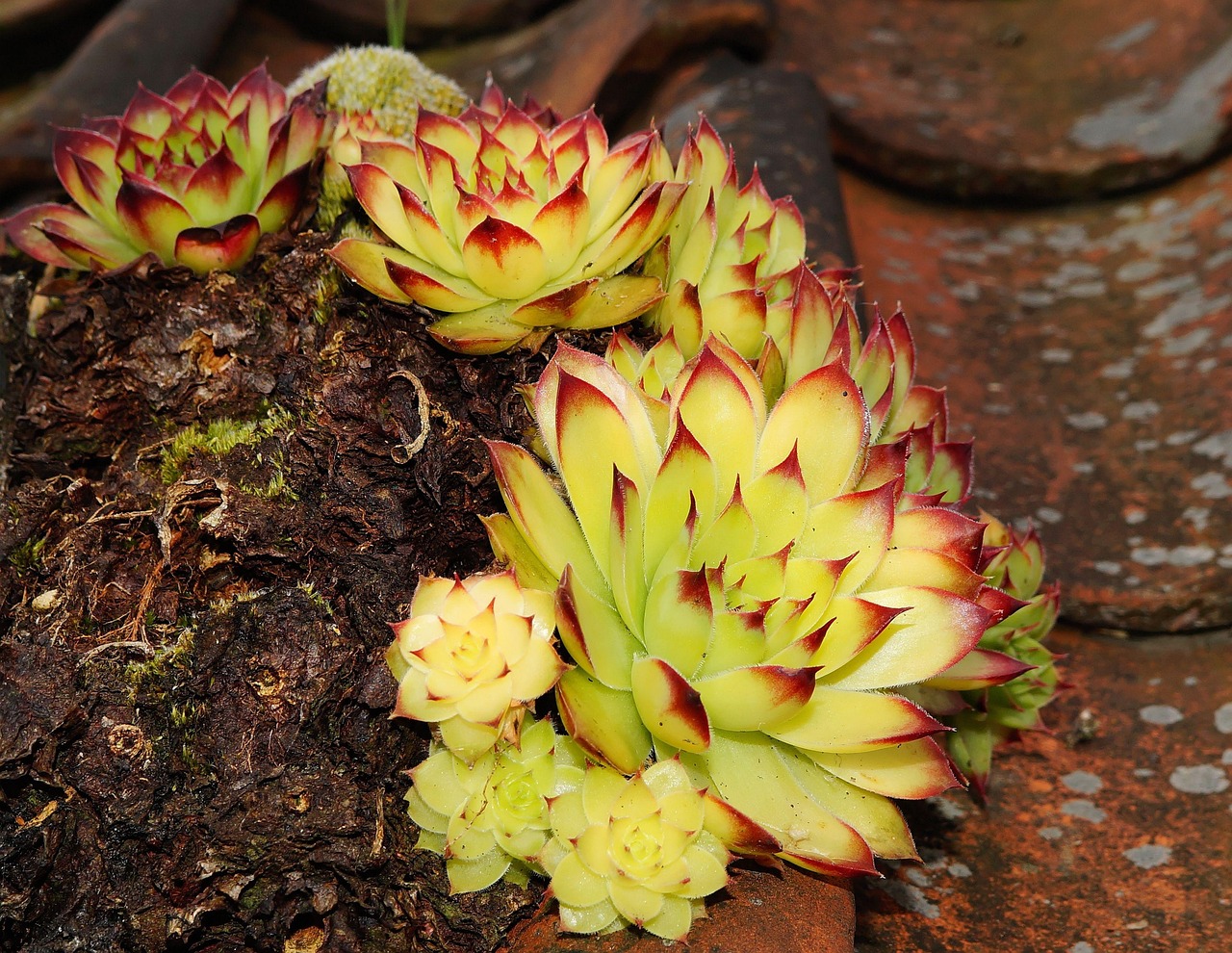 Roof Houseleek Real - Free photo on Pixabay