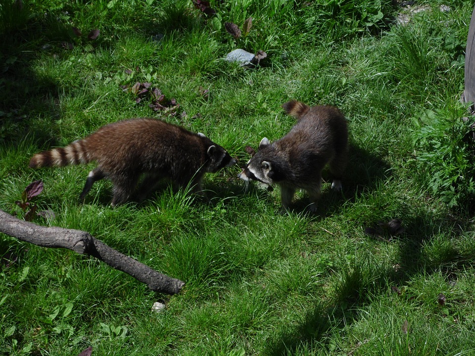 Raccoons Meadow Racoon - Free photo on Pixabay