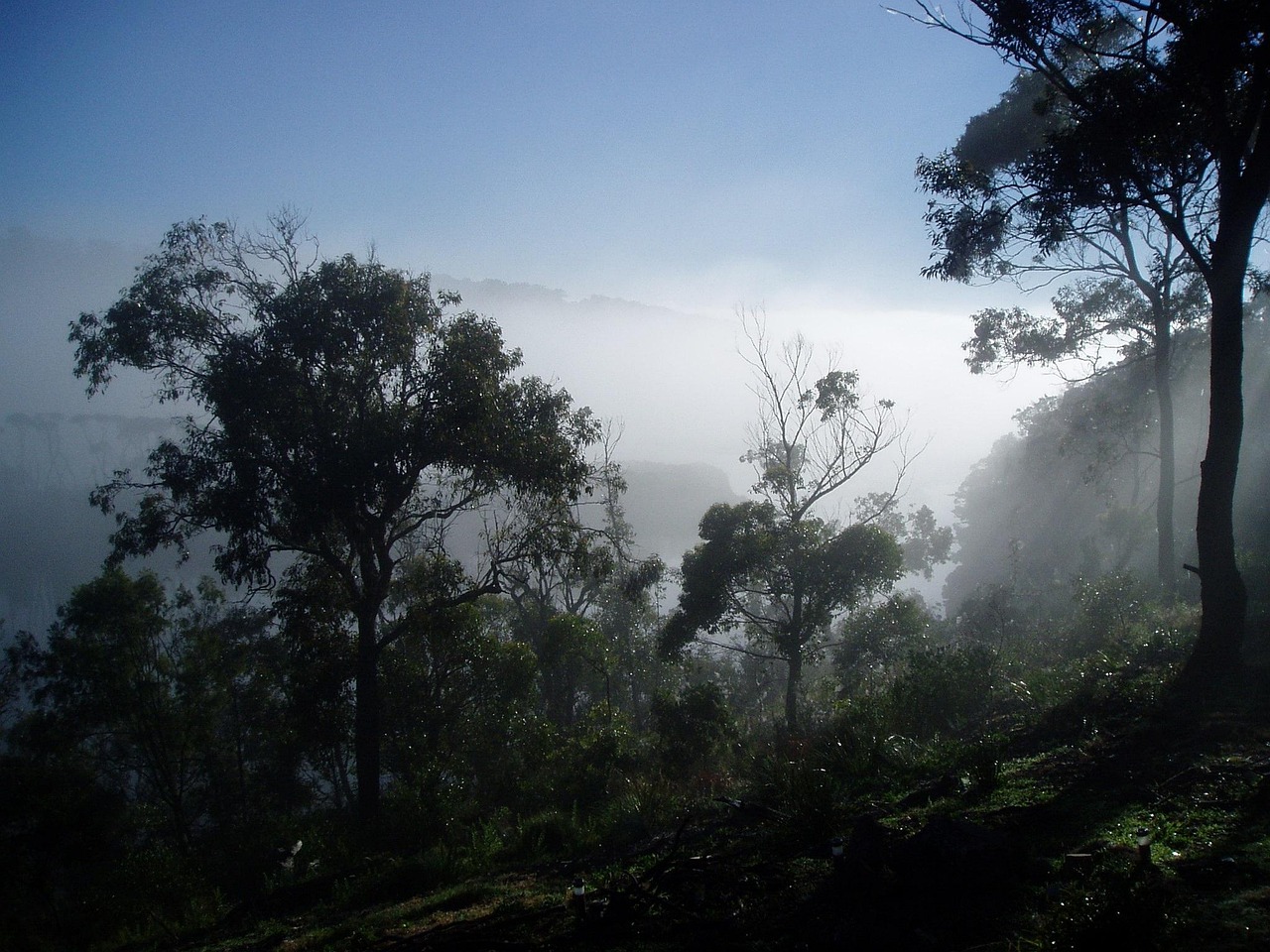 Sea Fog Trees Foggy - Free photo on Pixabay - Pixabay