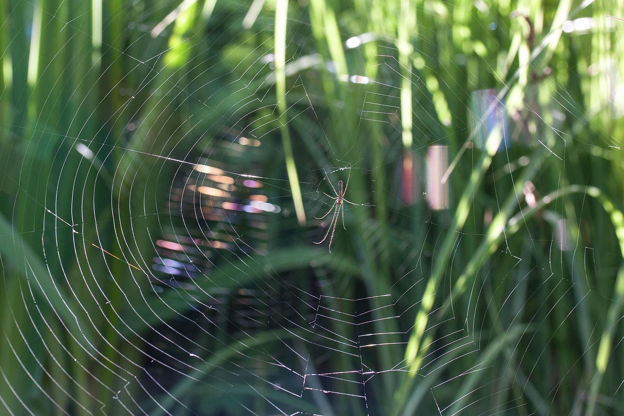 Extender Spider Tetragnatha - Free photo on Pixabay - Pixabay