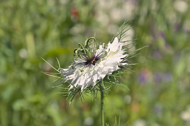 100+ Free Cumin & Black Cumin Images - Pixabay