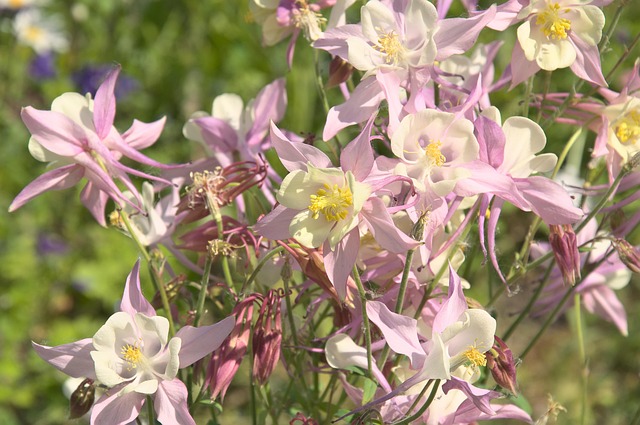 Columbia Flower Blossoms - Free photo on Pixabay - Pixabay