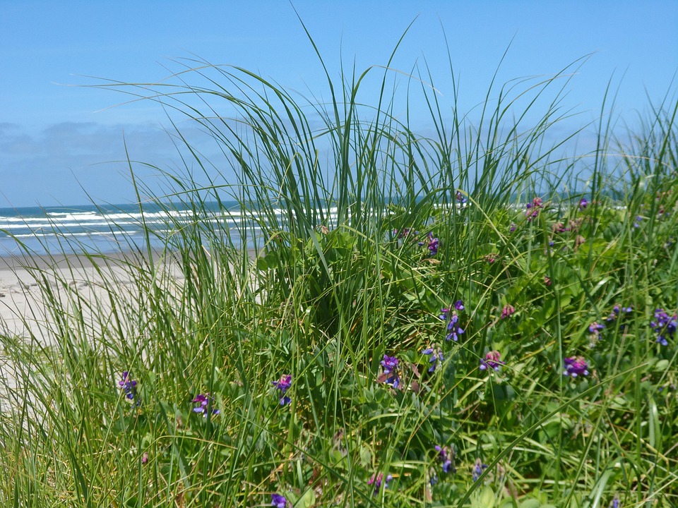 Sea Grass Close-Up Ocean View - Free photo on Pixabay - Pixabay