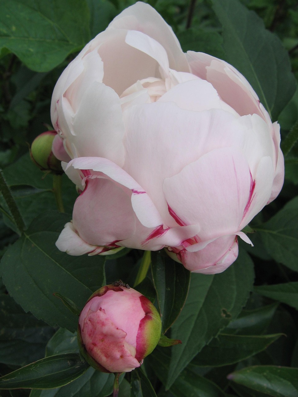 Peony White Bud Free Photo On Pixabay Pixabay