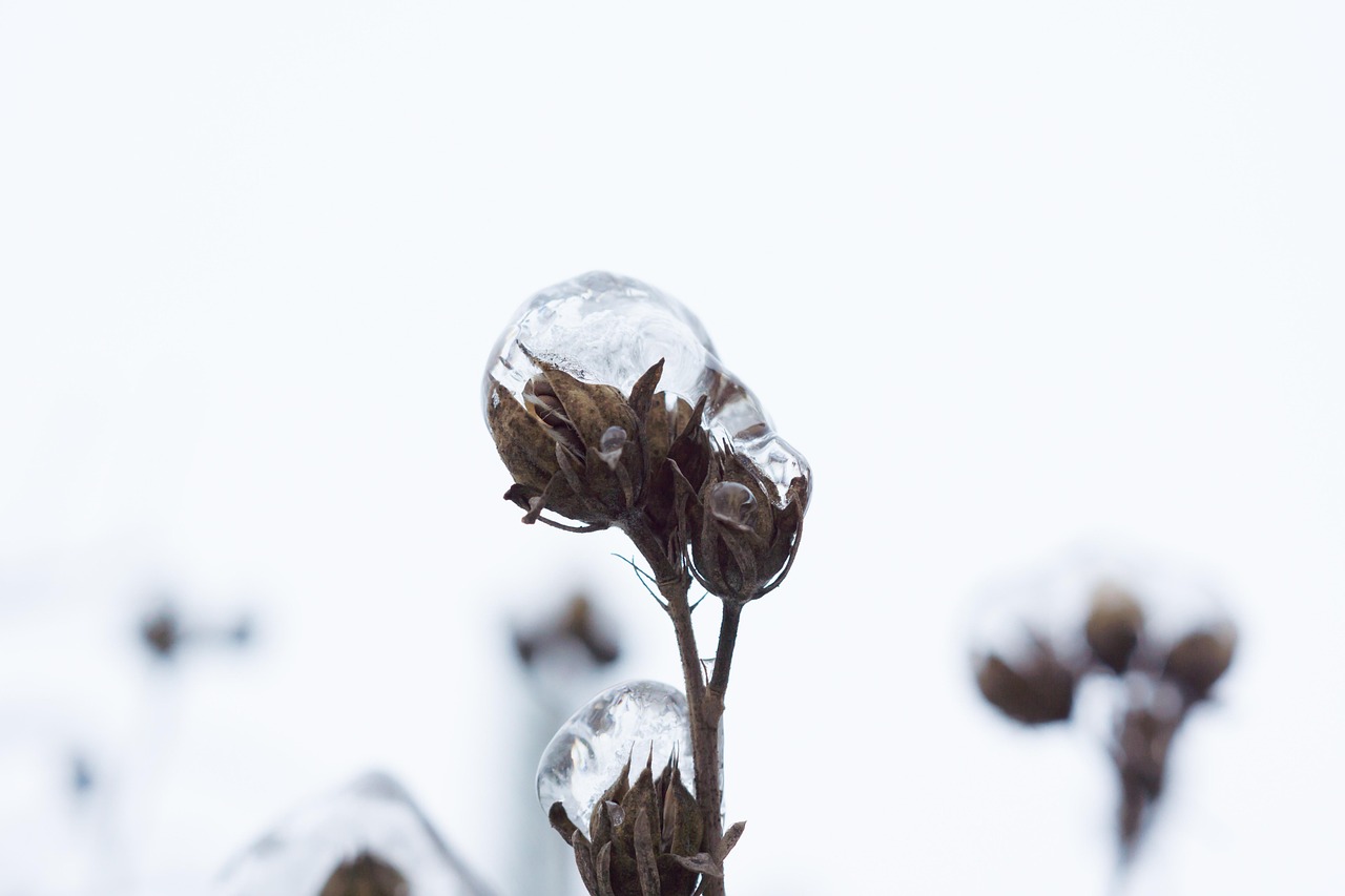 Flor De Hielo Invierno - Foto gratis en Pixabay - Pixabay