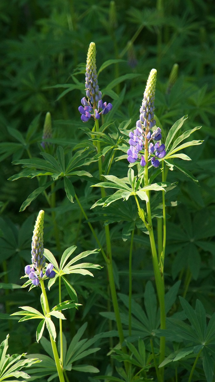 Lupine Flower Lilac - Free photo on Pixabay - Pixabay