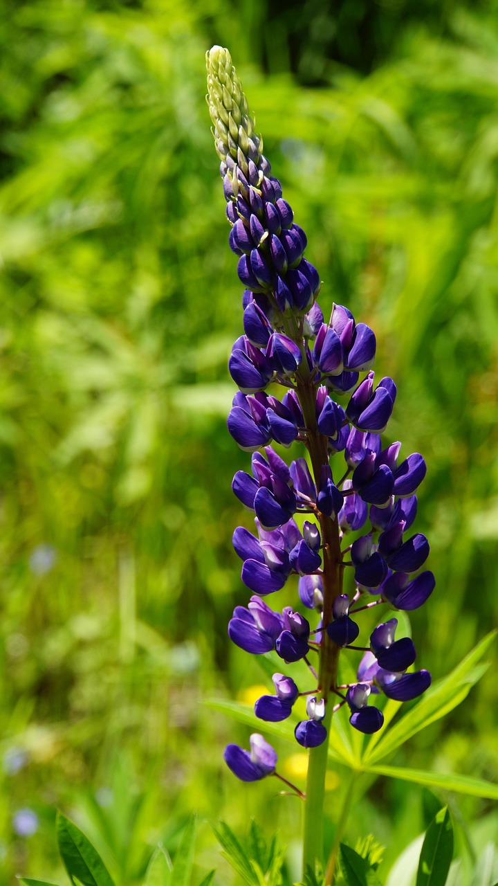 600+ Free Lupine Flower & Lupine Images - Pixabay