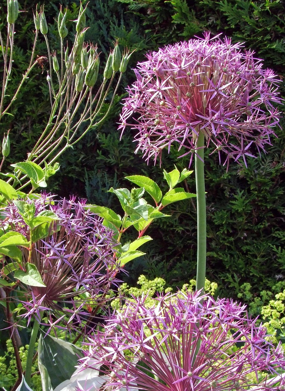 Oignon Ornemental Boule De Fleurs - Photo gratuite sur Pixabay - Pixabay