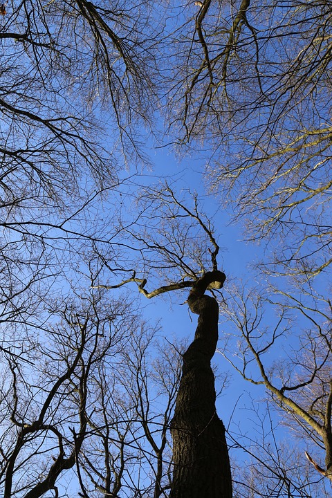 Treetops Forest Trees - Free photo on Pixabay