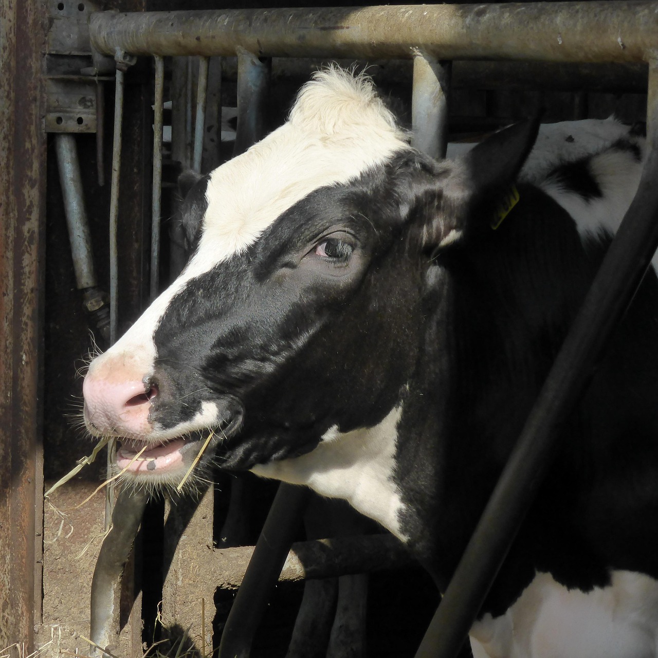 10+ Free Kuhauge & Cow Images - Pixabay