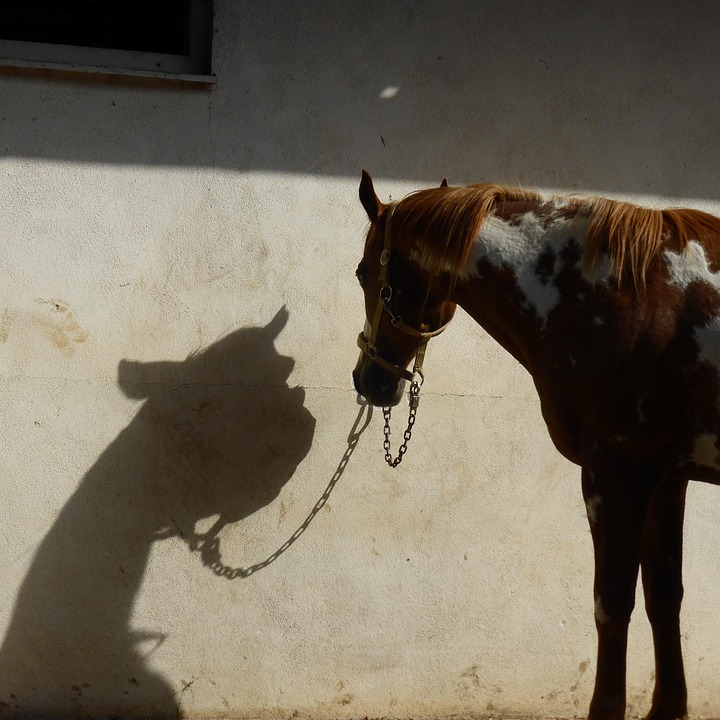 Pferd Schatten - Kostenloses Foto auf Pixabay
