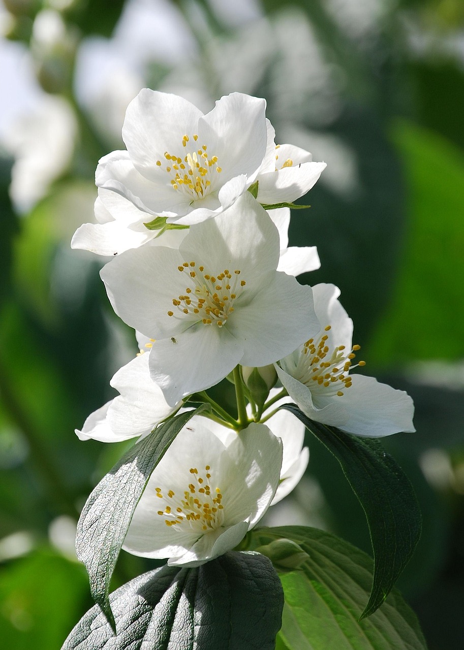 Syringa Vulgaris Mock Orange - Free photo on Pixabay