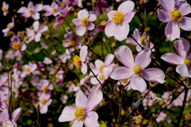 Flores Bloom Rosadas - Foto gratis en Pixabay - Pixabay