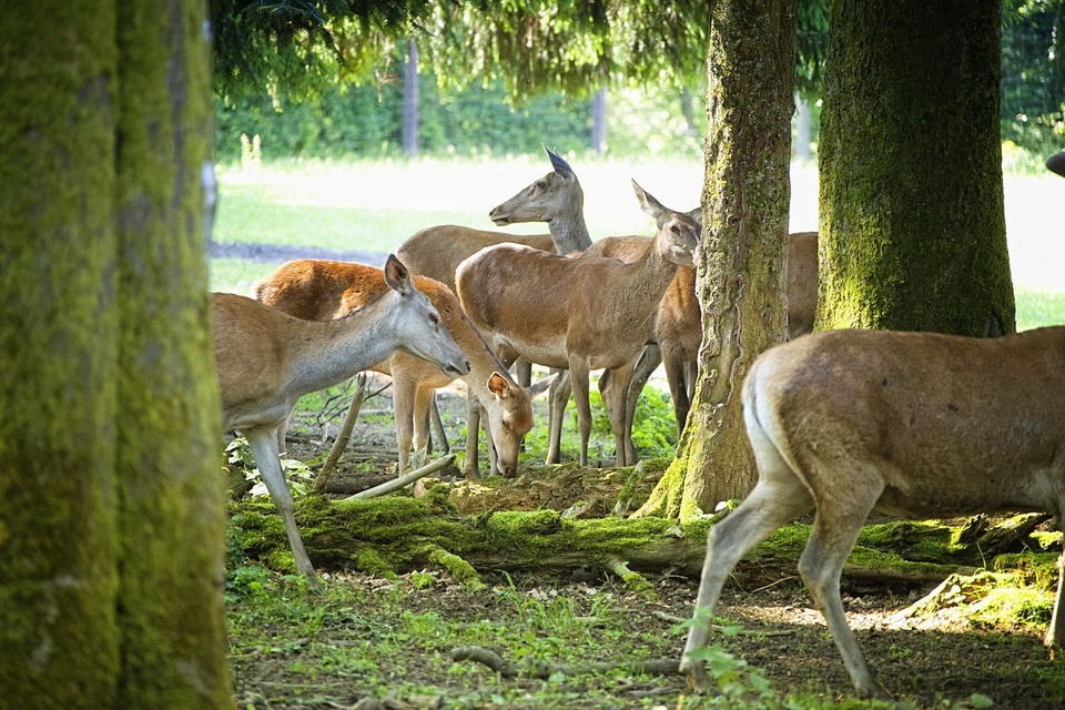Morning Sun Hinds Forest Deer - Free photo on Pixabay - Pixabay