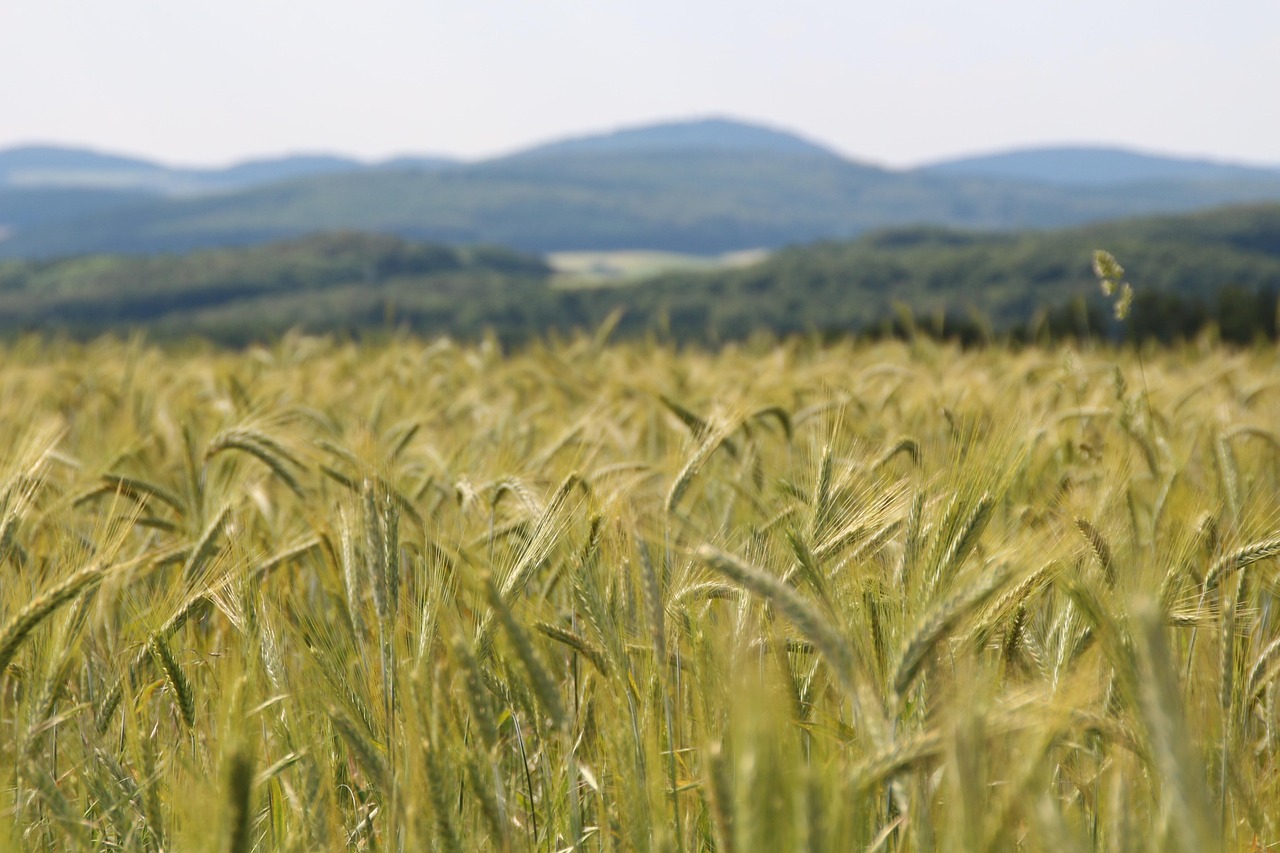 Wheat Field Ears - Free photo on Pixabay - Pixabay