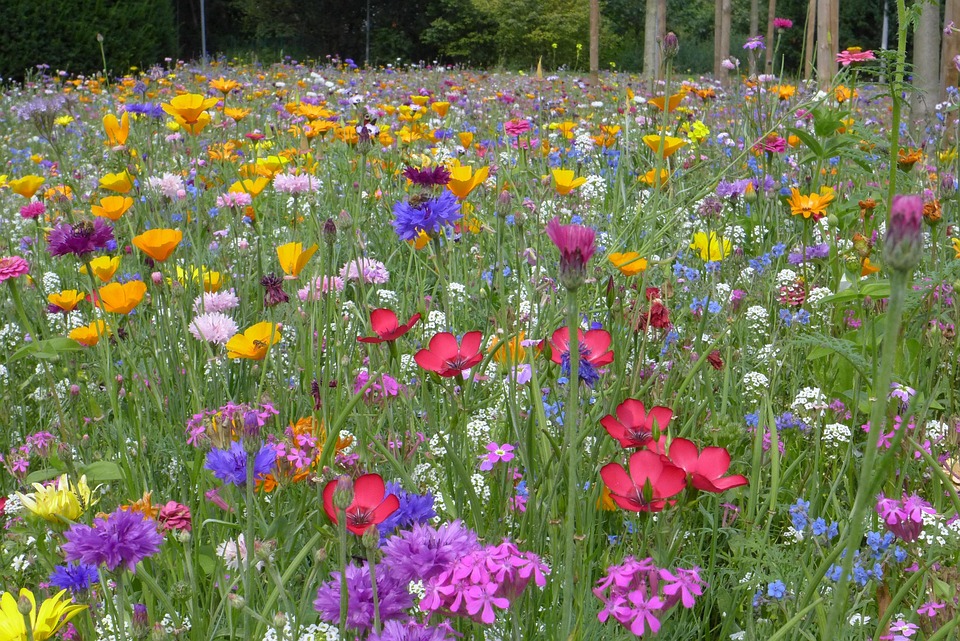 Gratis Fotografie Blomst Eng Sommer Sommerblomster Gratis Bilde P Gratis Fotografie Blomst Eng Sommer Sommerblomster Gratis Bilde P