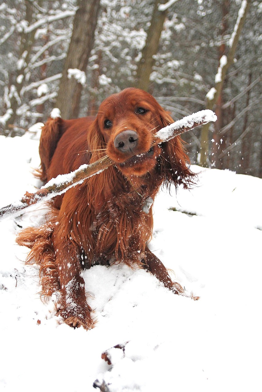 Chien Coller Hiver - Photo gratuite sur Pixabay - Pixabay
