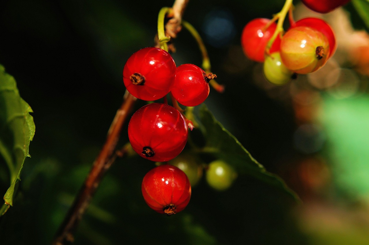 Bush Currants Fruit - Free photo on Pixabay - Pixabay