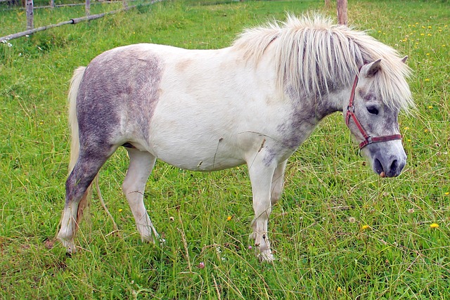 Pony Horse Animal - Free photo on Pixabay