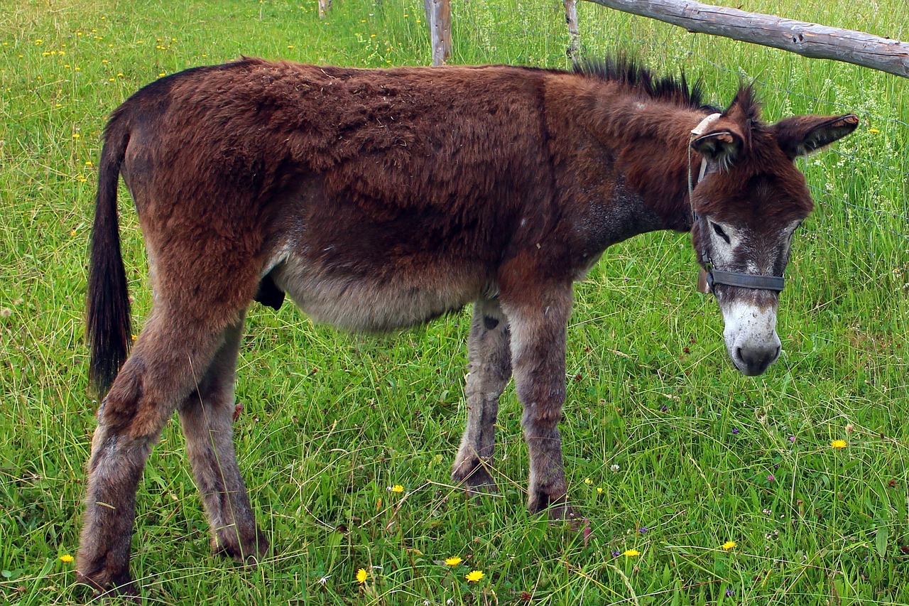 Donkey Animal Pack - Free photo on Pixabay - Pixabay