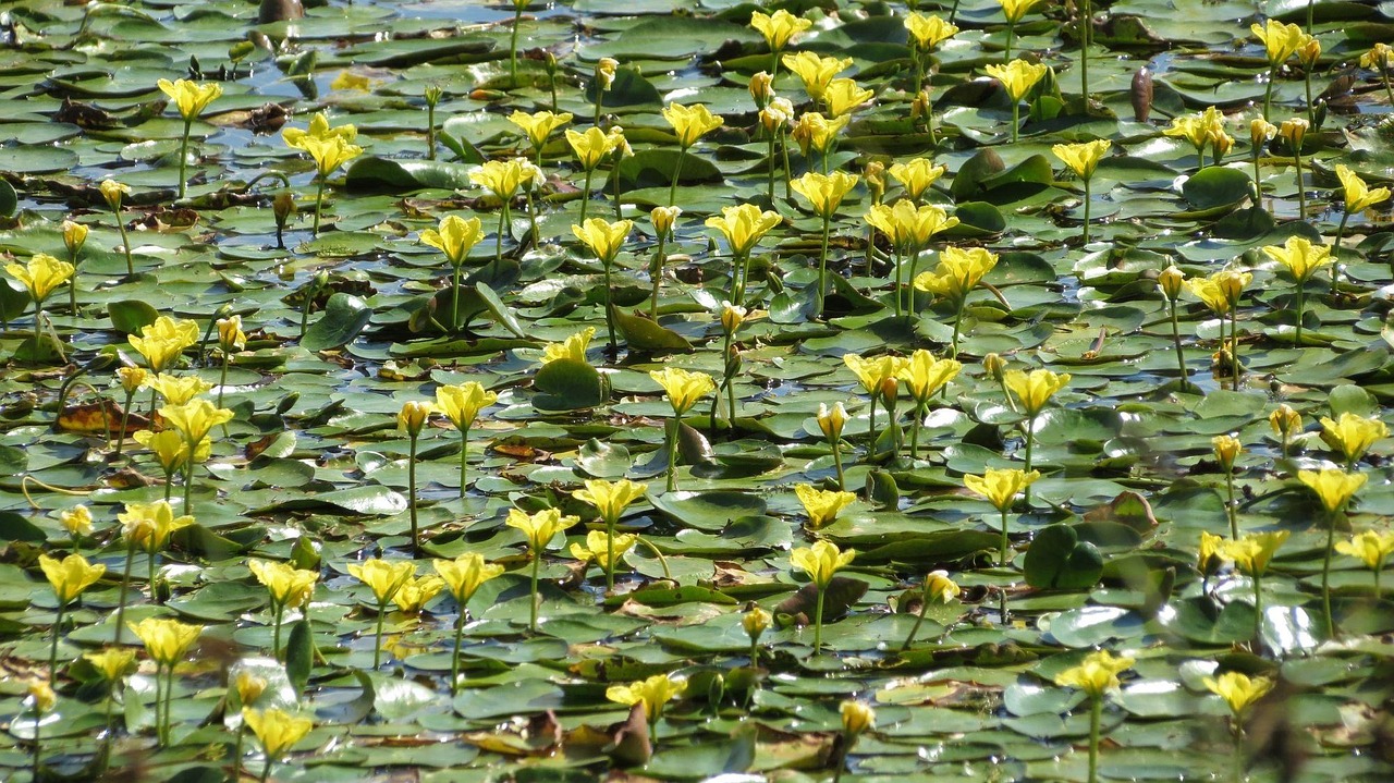 Olla De Mar Nymphaea Amarillo - Foto gratis en Pixabay - Pixabay