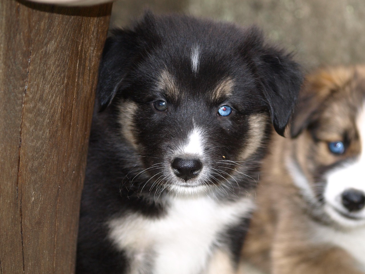 Chiot Jeune Chien Mignonne Les - Photo gratuite sur Pixabay