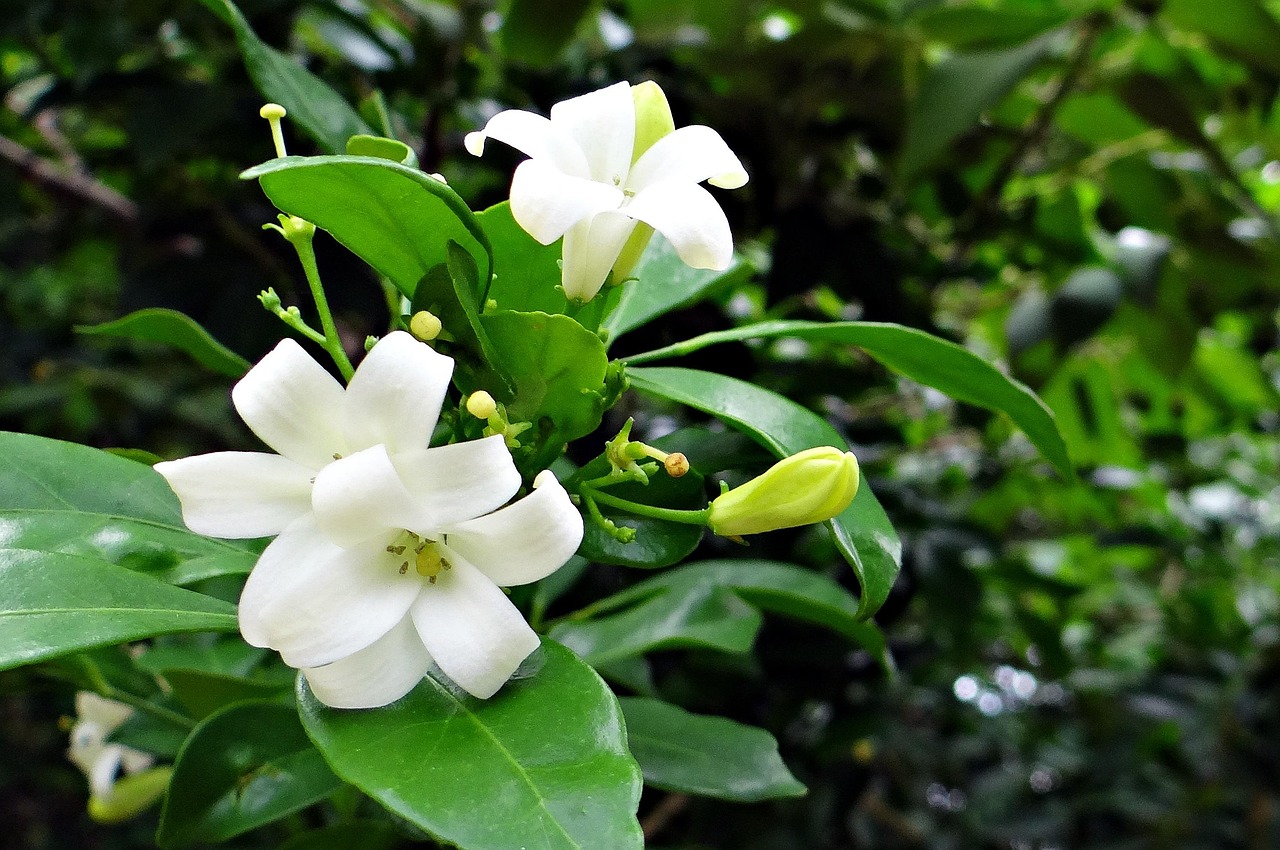 Orange Jasmine Kamini Kusum - Free photo on Pixabay