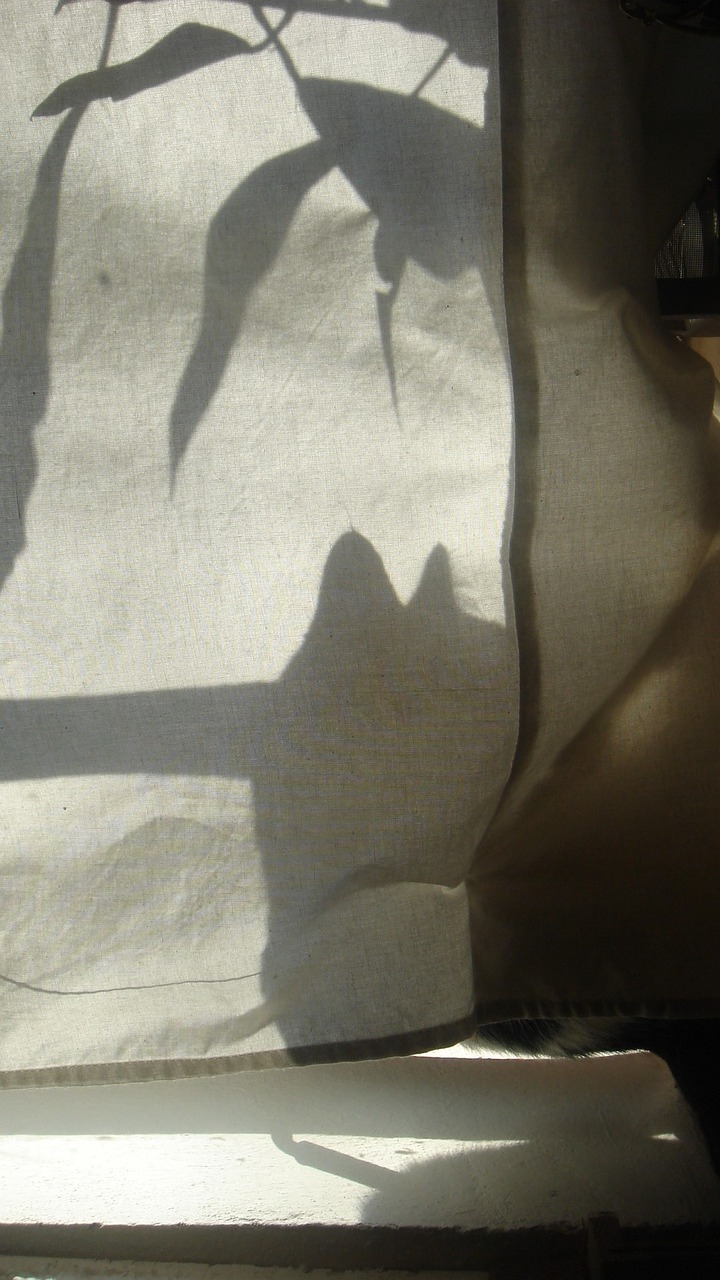 Schatten Sonne Katze - Kostenloses Foto auf Pixabay - Pixabay