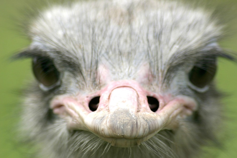 Ostrich Animal Farm - Free photo on Pixabay