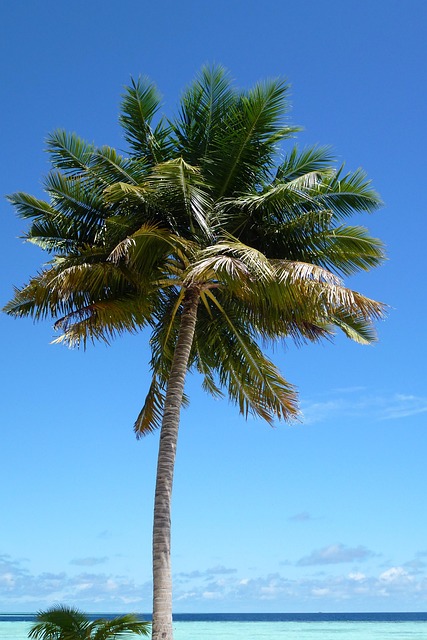 Plus de 30 000 images de Palmier Plage et de Plage - Pixabay