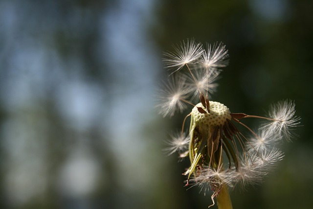 Pusteblume Natur - Kostenloses Foto auf Pixabay - Pixabay