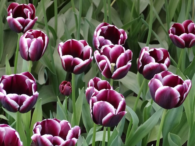 Tulipanes Flor Holanda - Foto gratis en Pixabay - Pixabay