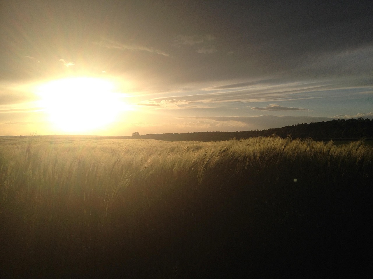 Grain Field Sun - Free photo on Pixabay - Pixabay