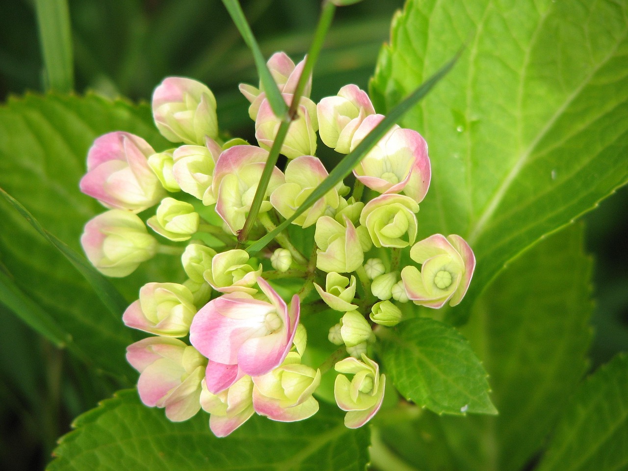 Hydrangea Bloom Grow - Free photo on Pixabay - Pixabay