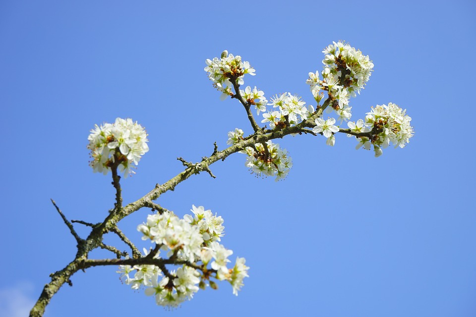 Schlehenblüten Zweig Ast · Kostenloses Foto auf Pixabay