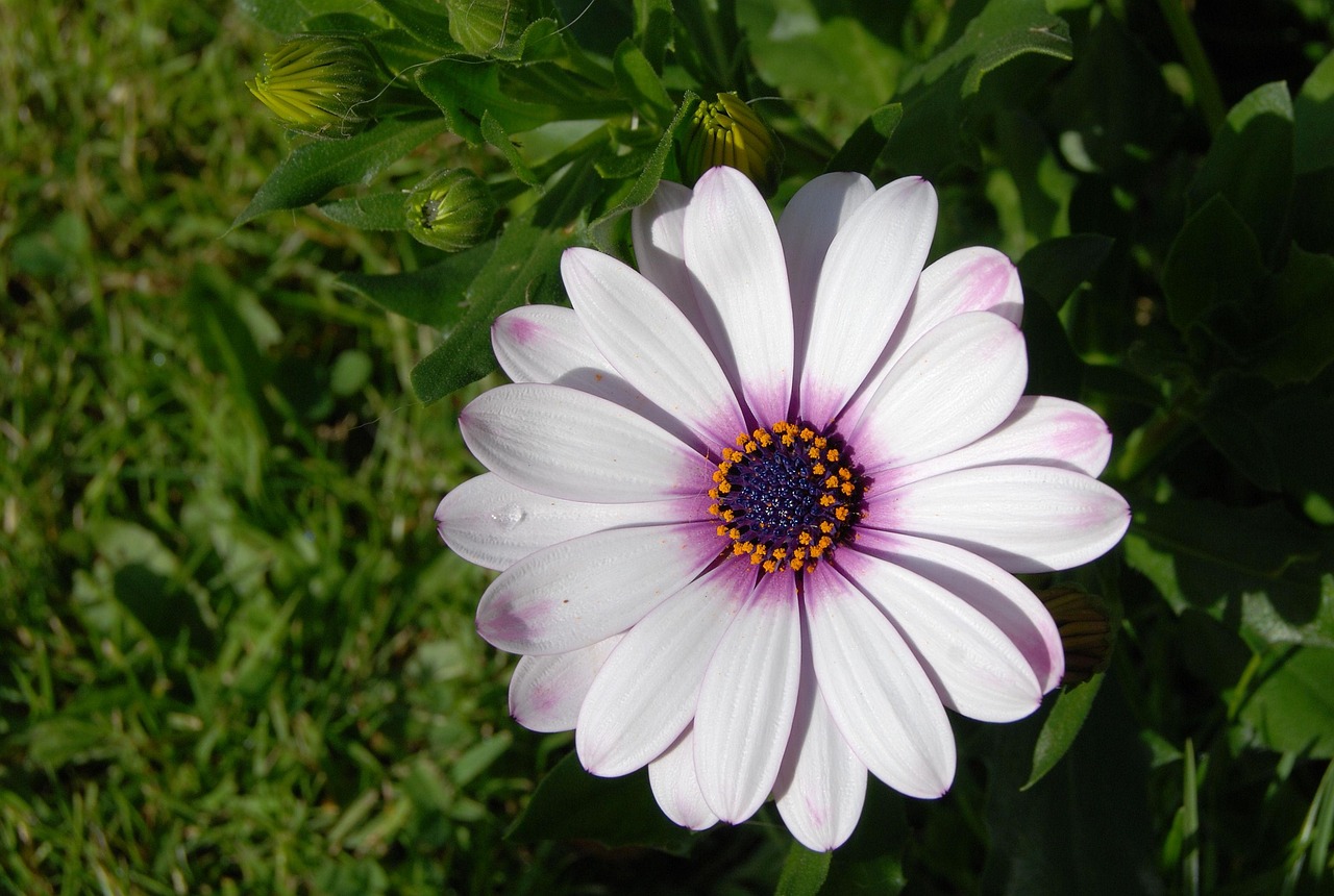 Osteospermum African Daisy - Free photo on Pixabay