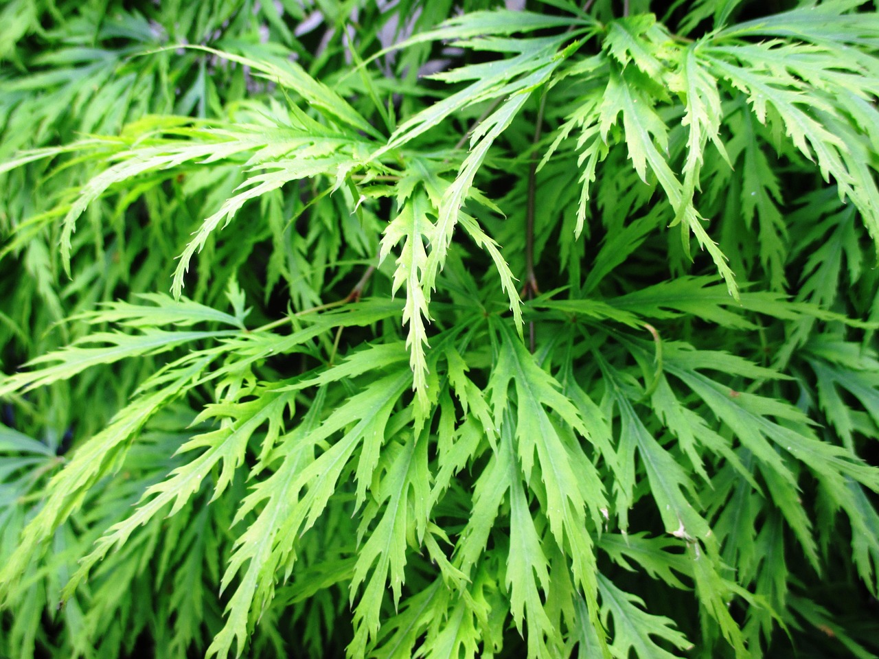 Ornamental Shrub Green Feather - Free photo on Pixabay