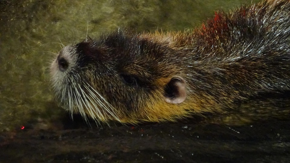 Rodent Beaver - Free photo on Pixabay - Pixabay