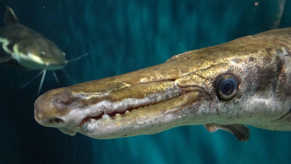 Peces Malasia Cabeza - Foto gratis en Pixabay
