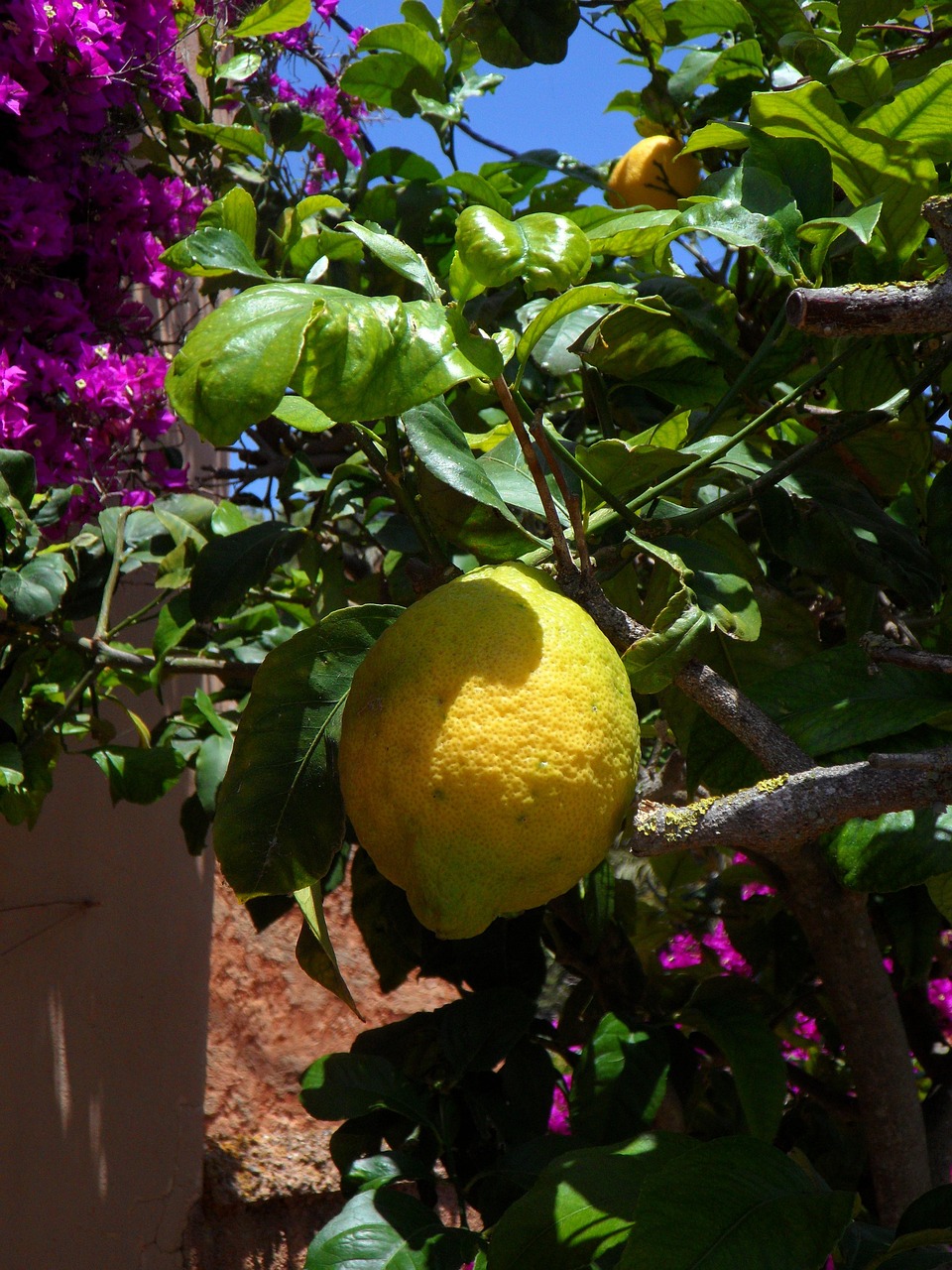 Cytrynowy Lemon Tree Owoców - Darmowe zdjęcie na Pixabay - Pixabay