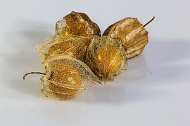 Lampionblume Physalis Alkekengi - Free photo on Pixabay